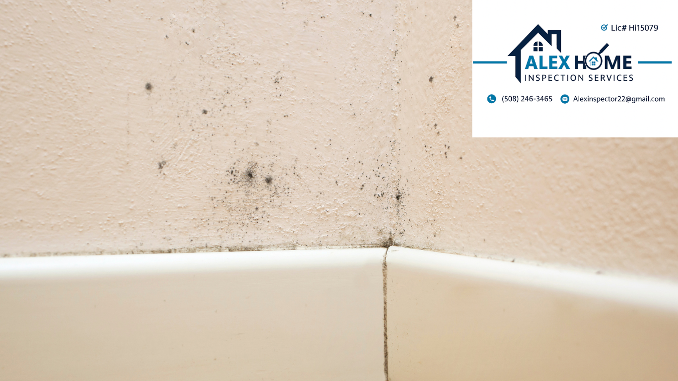 How Mold Insurance Claims Work in Florida — A Step‐by‐StepGuide - Welcome